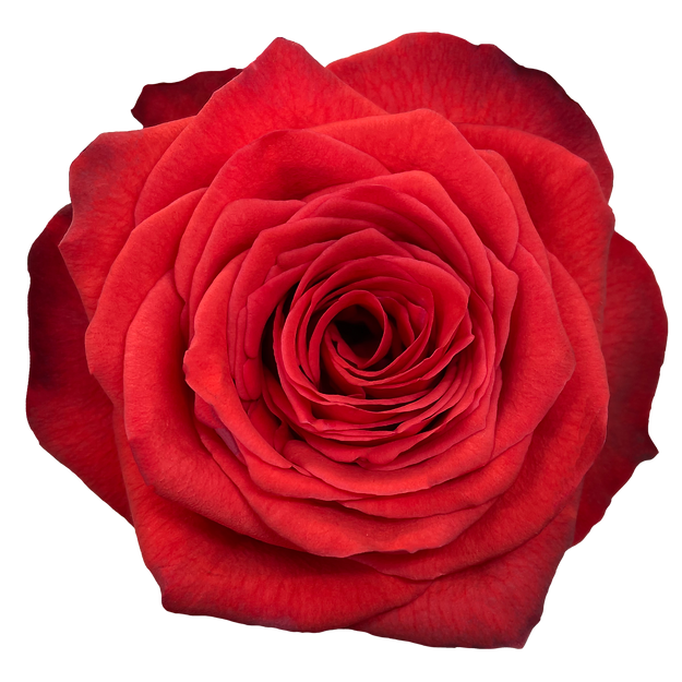 Roses Bromo - EC Flowers