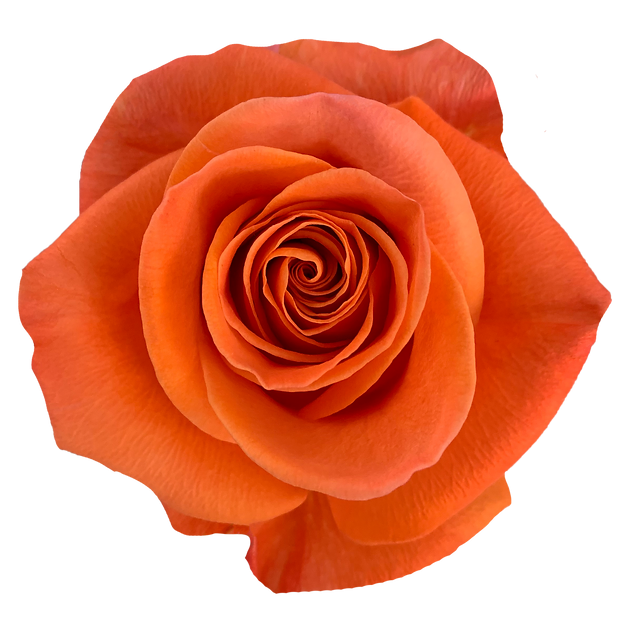 Roses Carnelian - EC Flowers