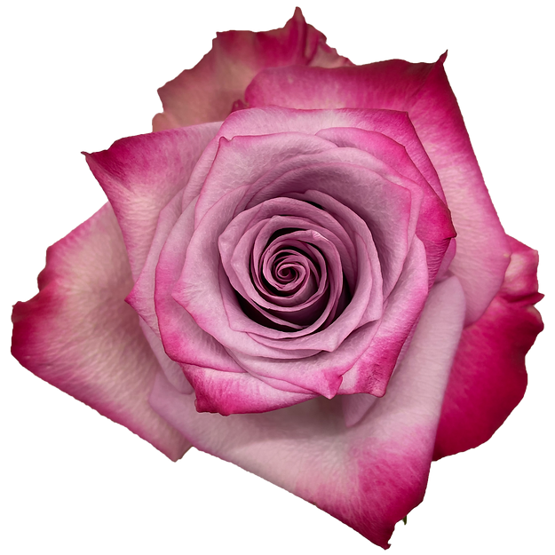 Roses Deep Purple - EC Flowers
