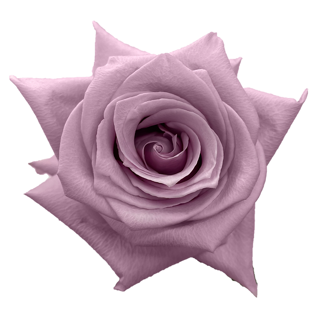 Roses Faith - EC Flowers
