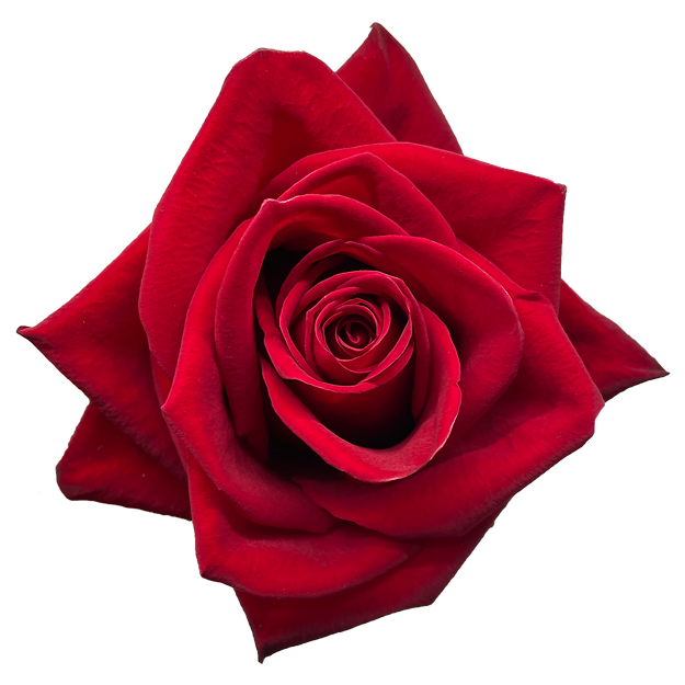 Roses Freedom - EC Flowers