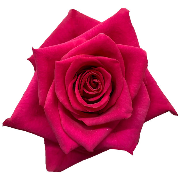 Roses Hot Explorer - EC Flowers