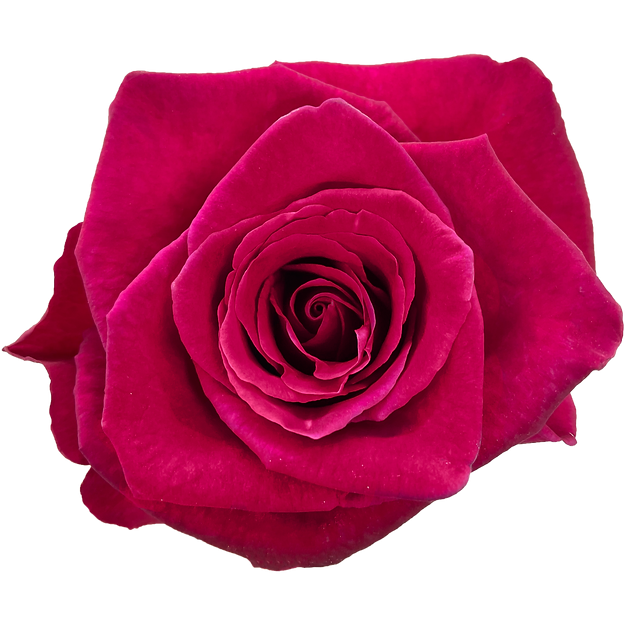 Roses Mata Hari - EC Flowers