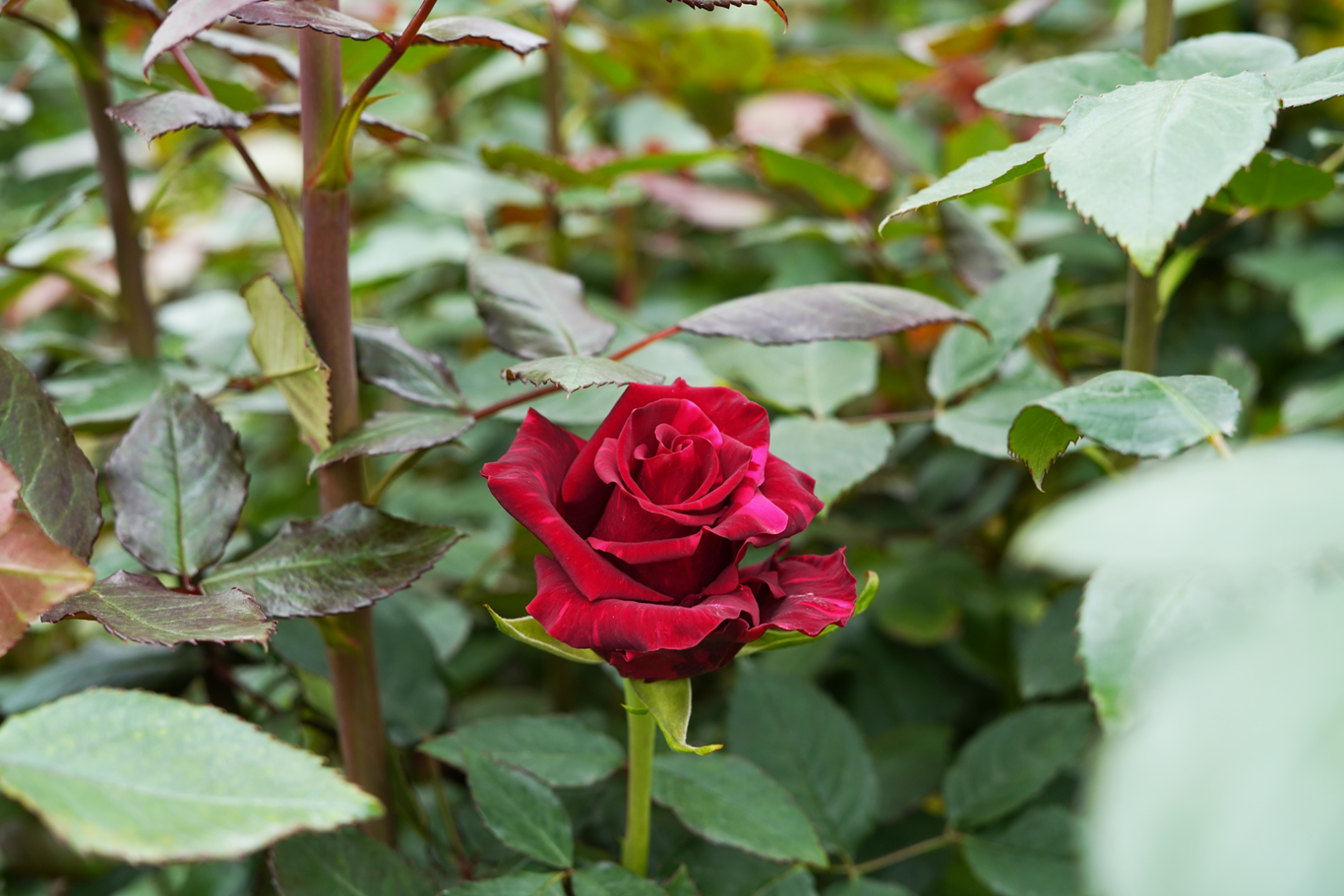 Valentines Day! Farm fresh roses Valentines day - EC Flowers