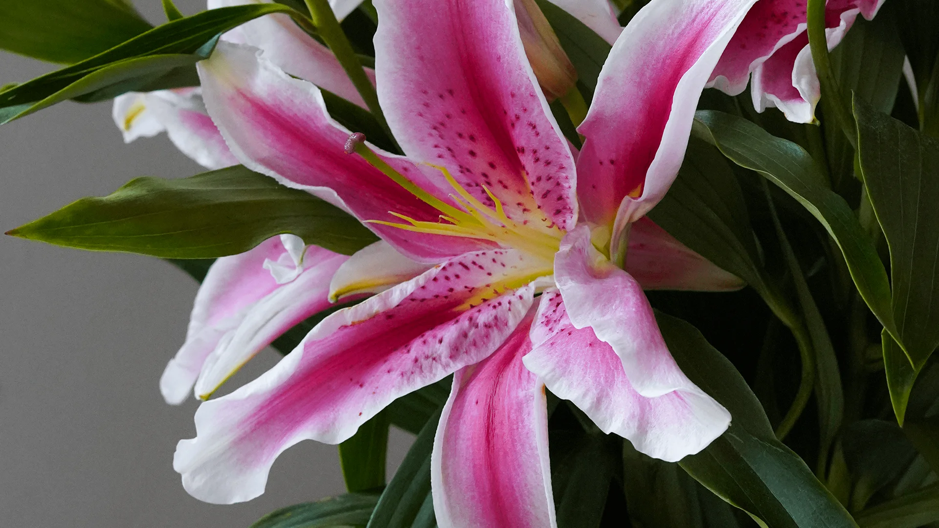 How to open fast Lilies