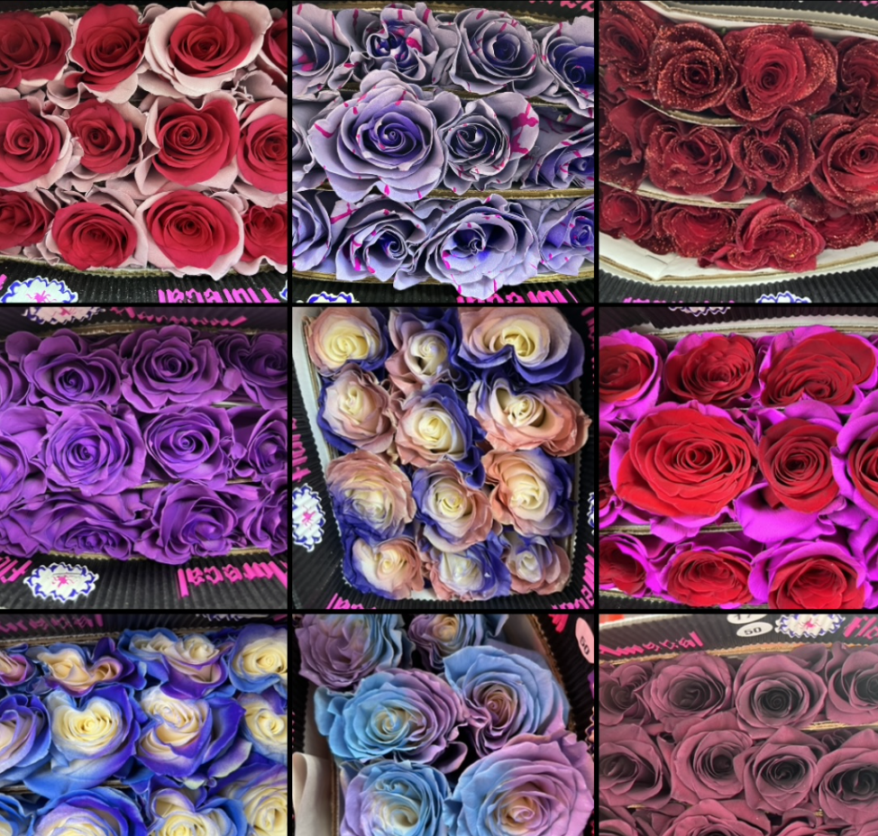 Tinted Roses for Valentines Day - EC Flowers