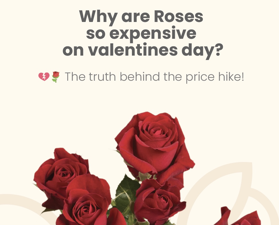 Why are roses so expensive on Valentine's day? - EC Flowers