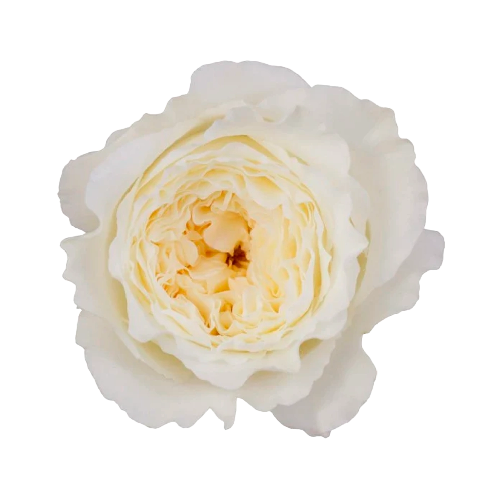 David Austin - Patience | Farm Direct - EC Flowers